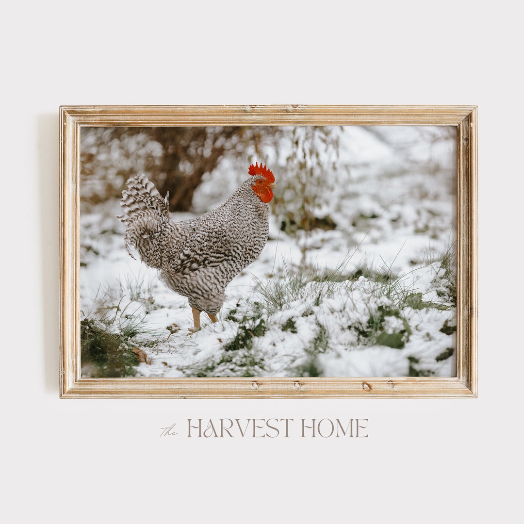 Winter Rooster Poster, Farm Animal Wall Art, Snowy Rooster Wall Art ...