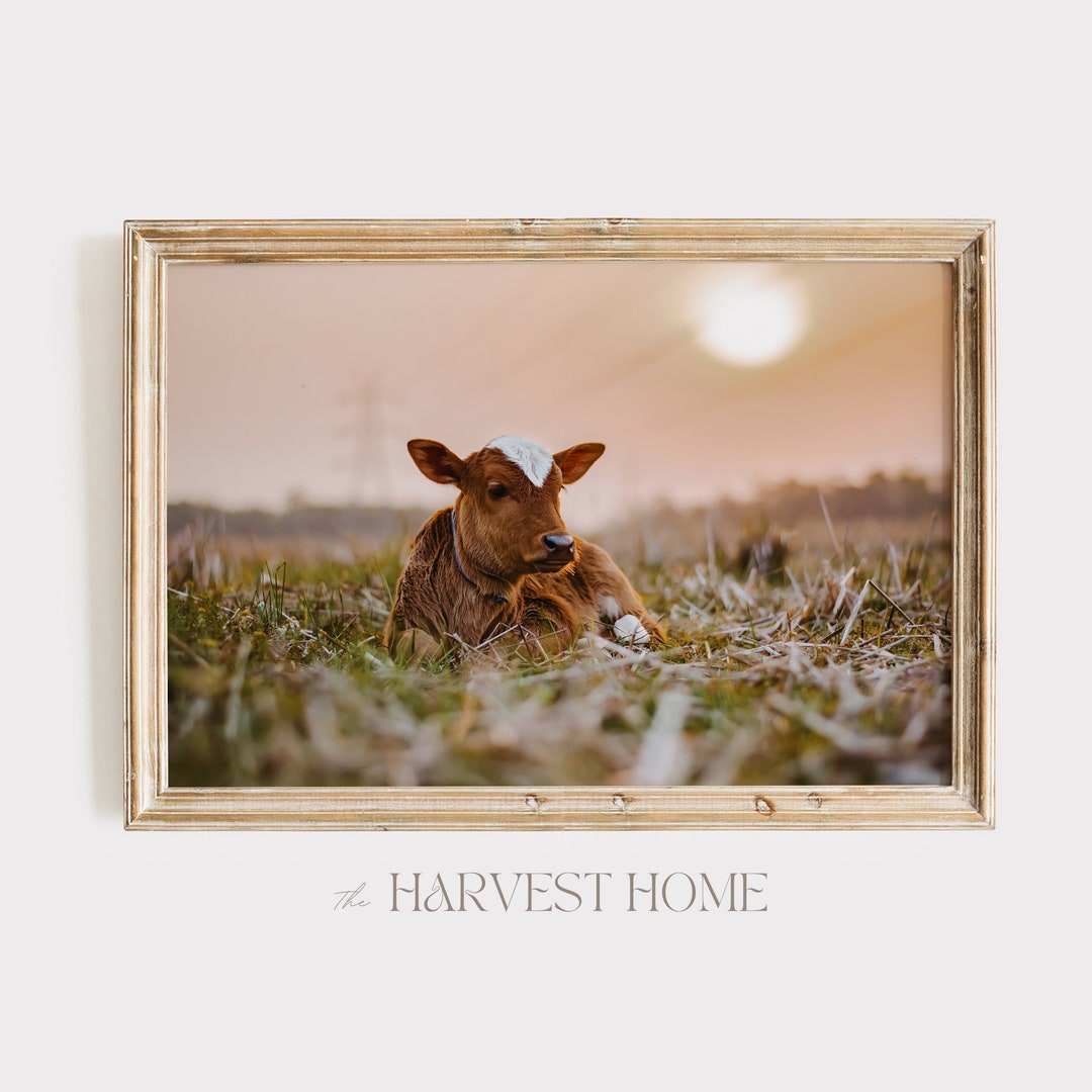 Calf at Sunset Print, Farmhouse Summer Decor, Rustic Calf Poster ...
