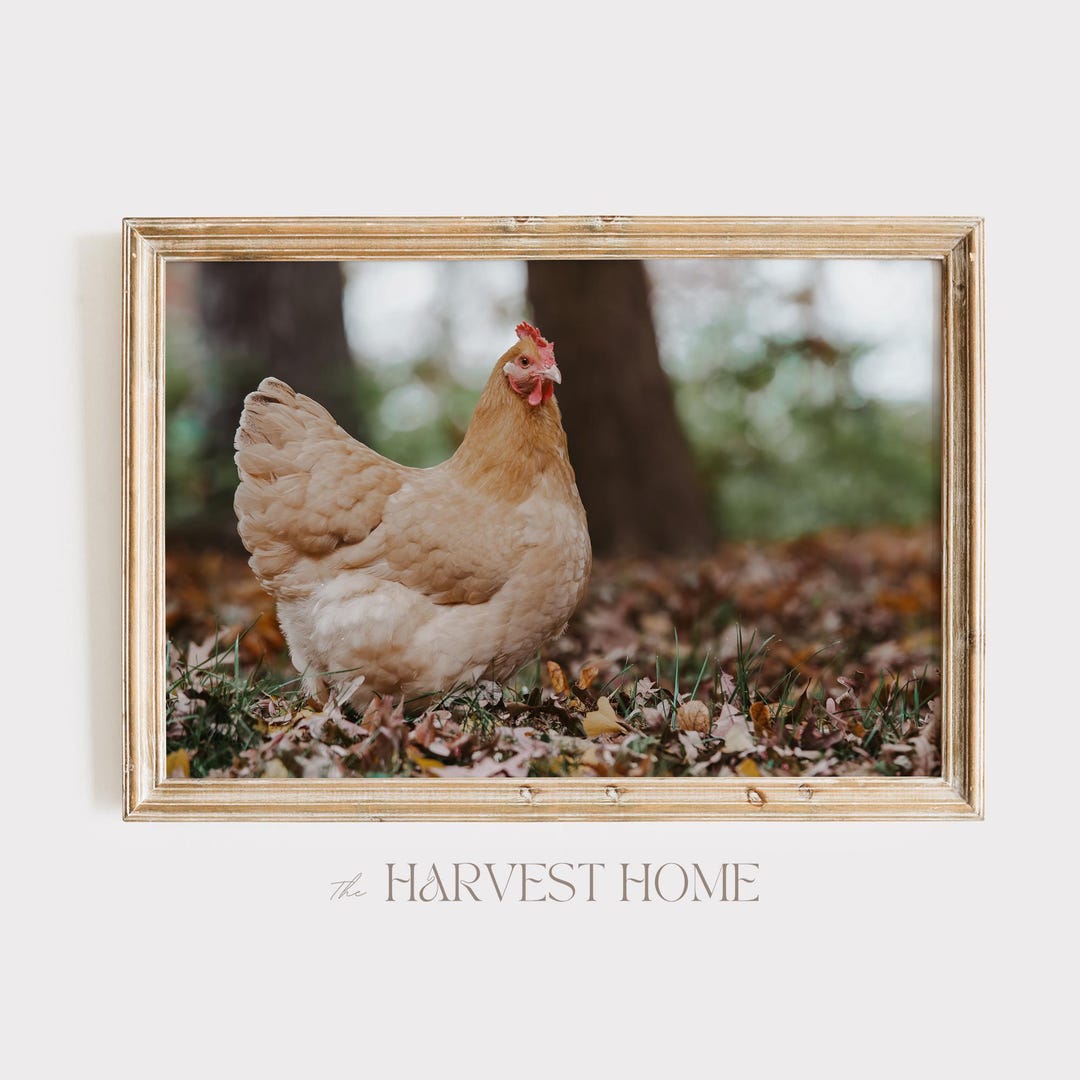Chicken in the Forest Print, Farmhouse Photography, Laying Hen Poster ...