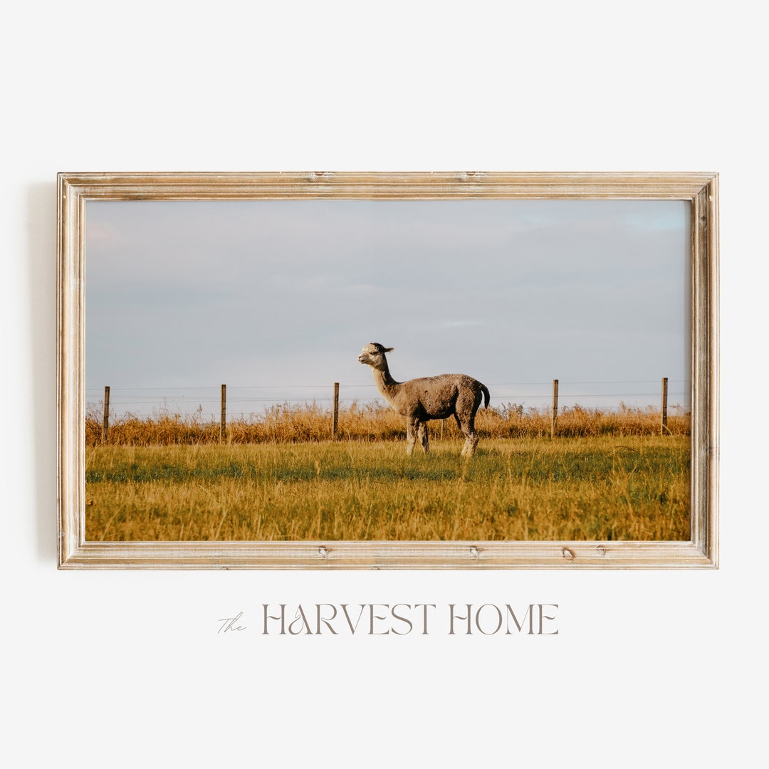 Samsung Frame TV Art | Alpaca in Autumn Field TV Art | Farmhouse ...