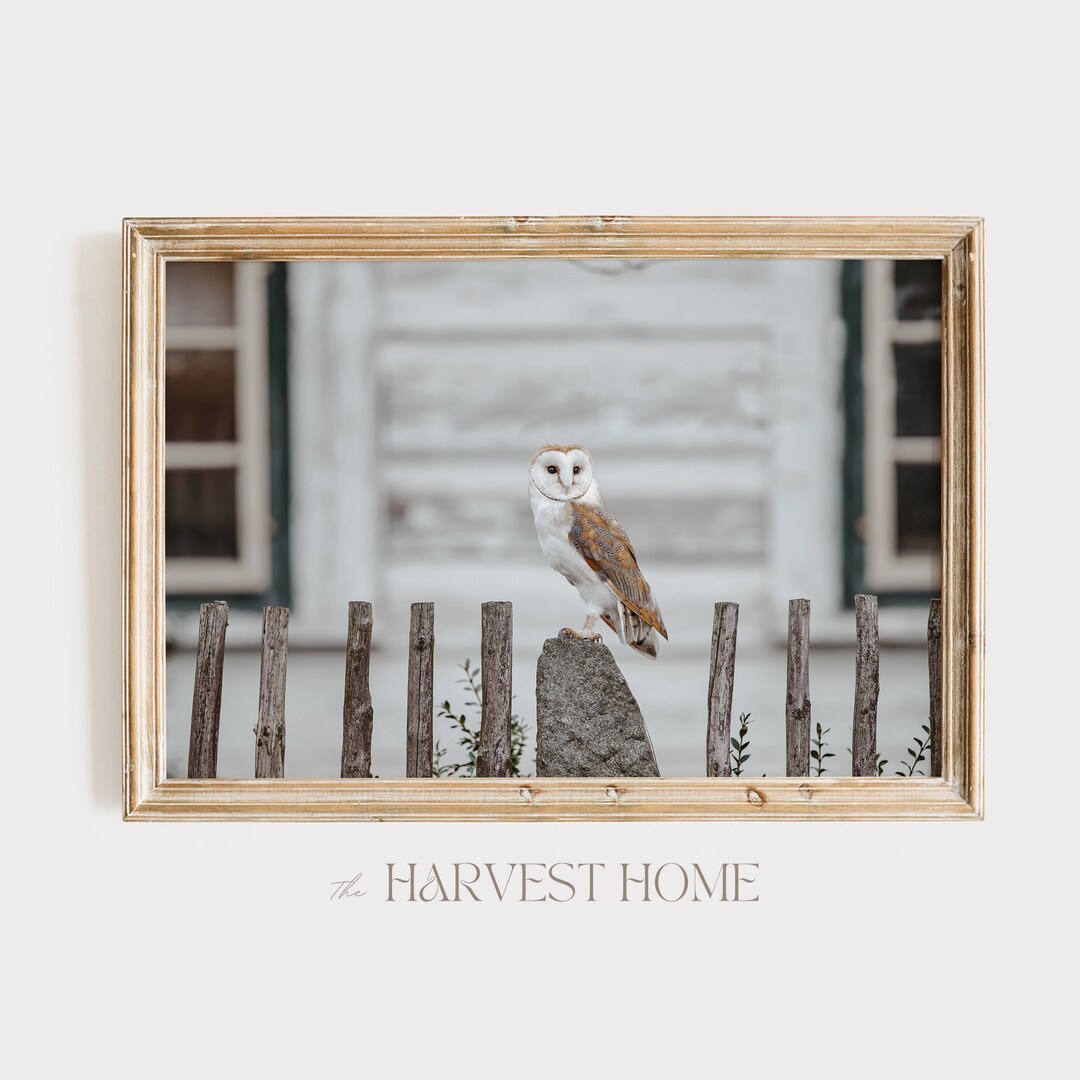 Barn Owl Keeping Watch, Farmhouse Protector, Barn Owl Wall Art, Owl ...