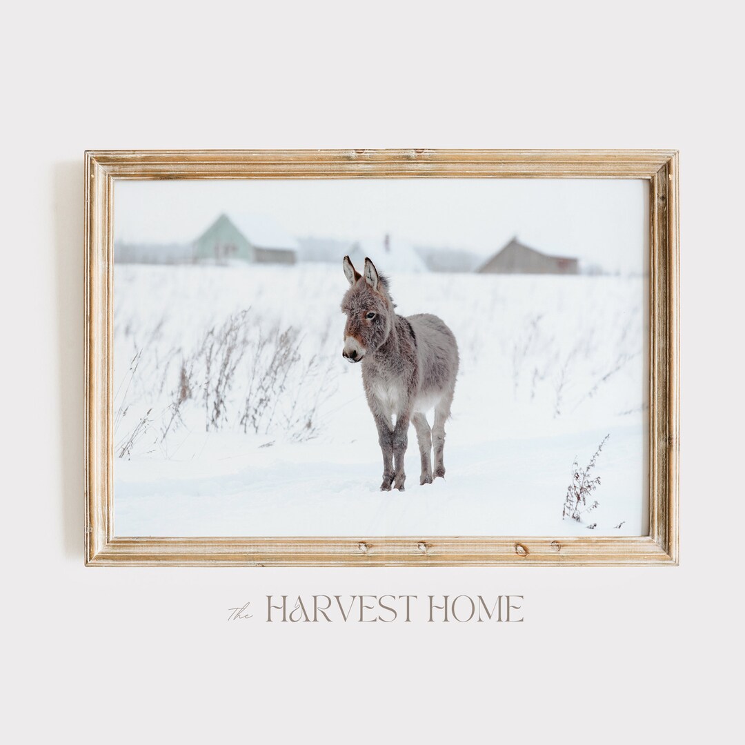 Baby Donkey Wall Art, Winter Farm Scenery, Donkey in the Snow, Winter ...