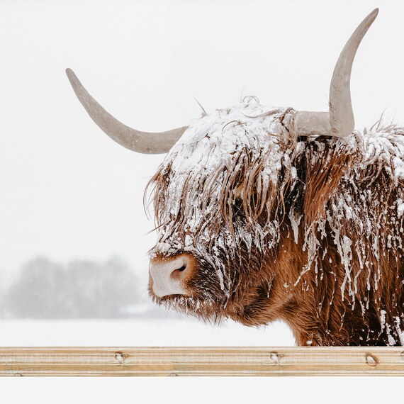 Highland Cow Covered In Snow