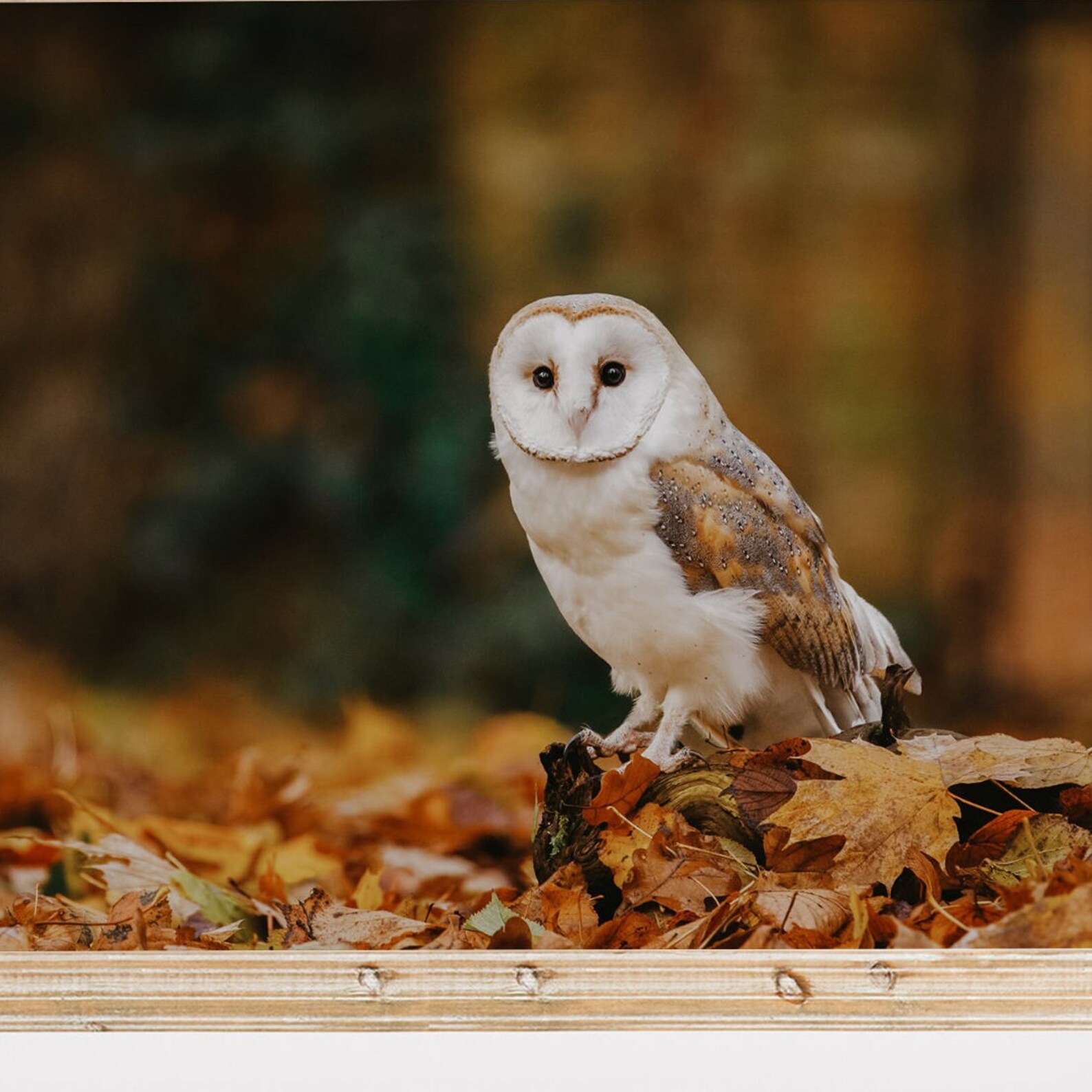 Barn Owl in Forest Print, Rustic Wildlife Poster, Woodland Owl Digital ...
