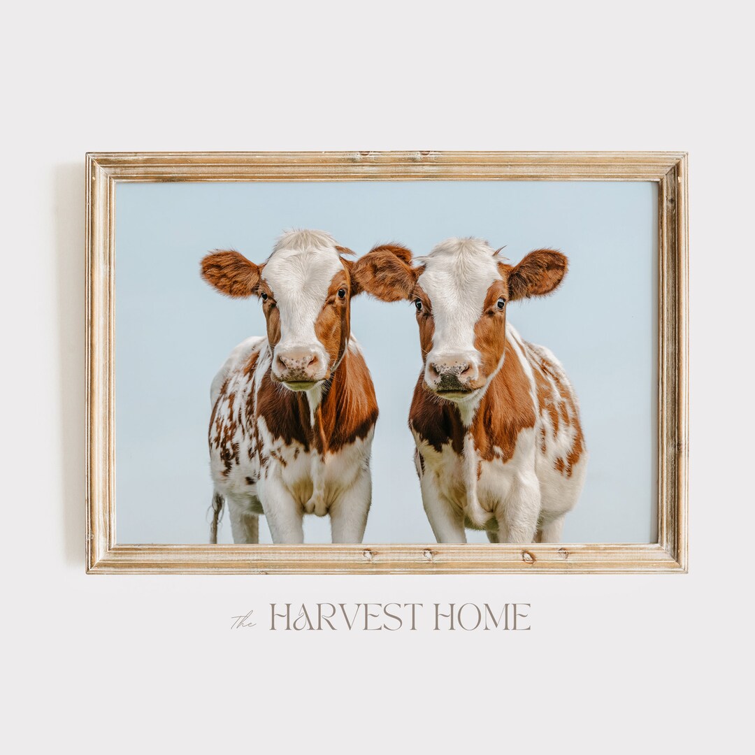 Two Cow Calves Wall Art, Brown and White Cow Print, Baby Cow ...