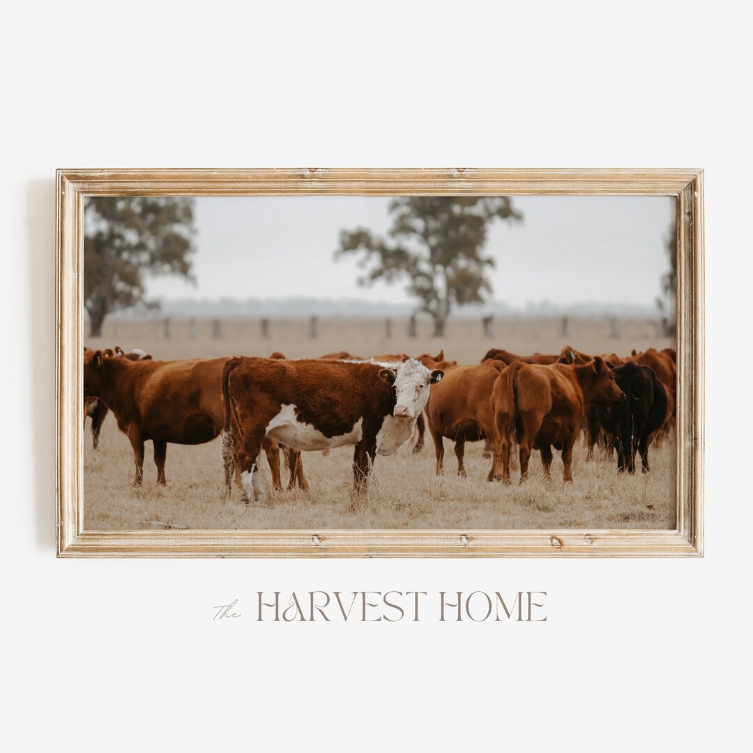 Rustic Farmhouse Scenery | Samsung Frame TV Art | Autumn Cow Herd TV ...
