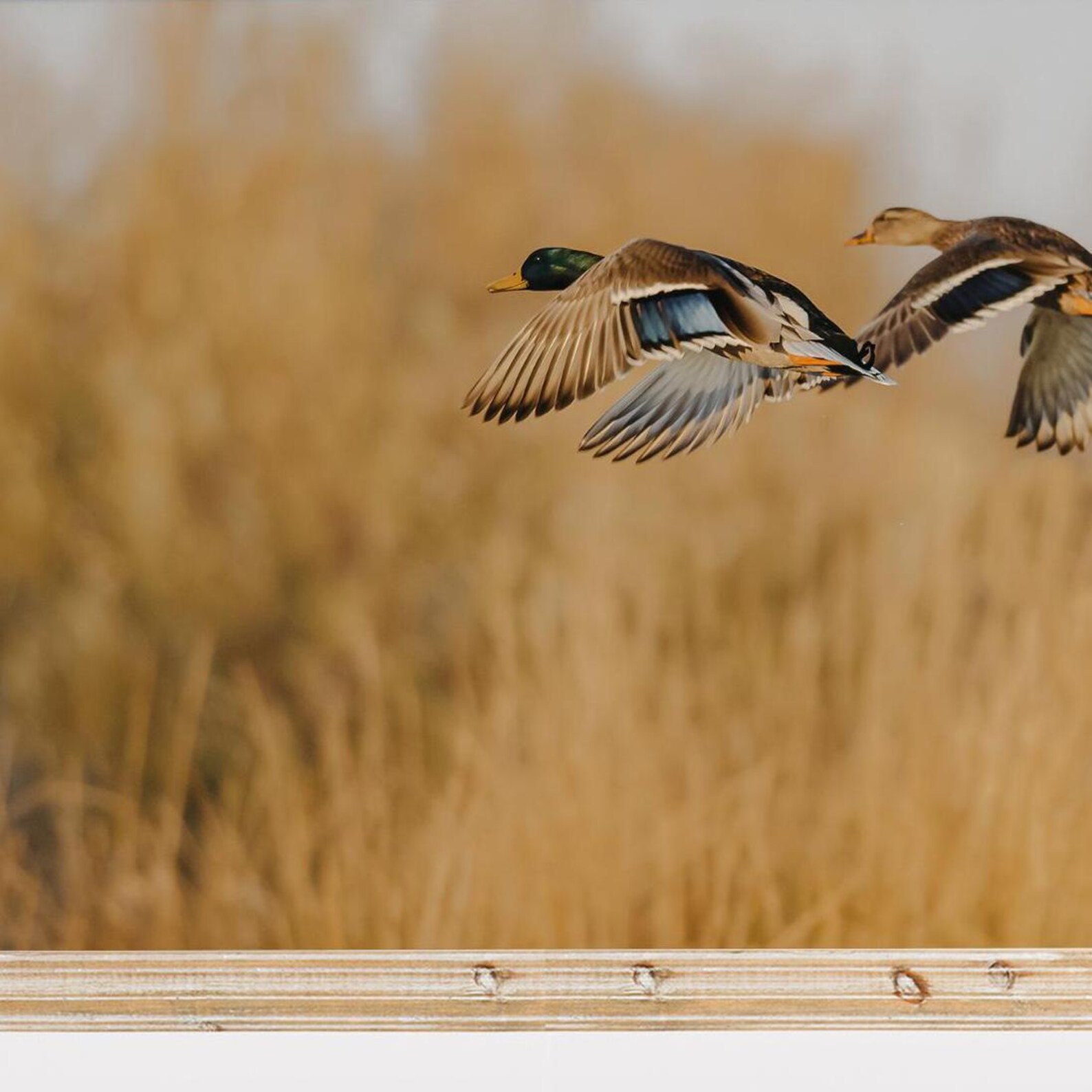 Mallard Ducks Taking Flight Print, Midwest Scenery, Autumn Wildlife ...