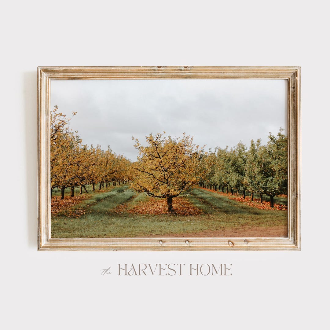 Autumn Apple Orchard Print, Color Changing Leaves, Yellow Apple Trees ...
