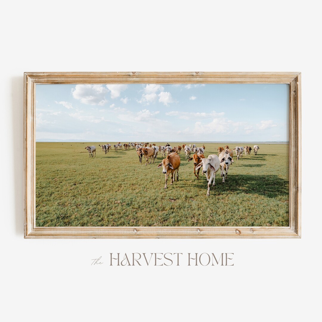 Brahman Cattle Frame TV Art | Summer Cow TV Decor | Farmhouse Cattle ...
