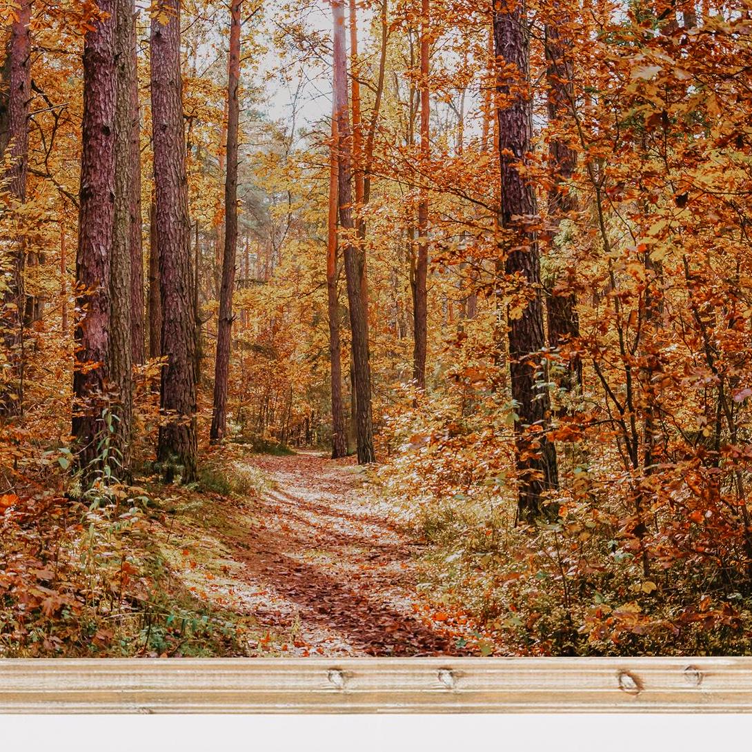 Autumn Forest Print, Rustic Home Decor, Fall Aesthetic, Forest ...
