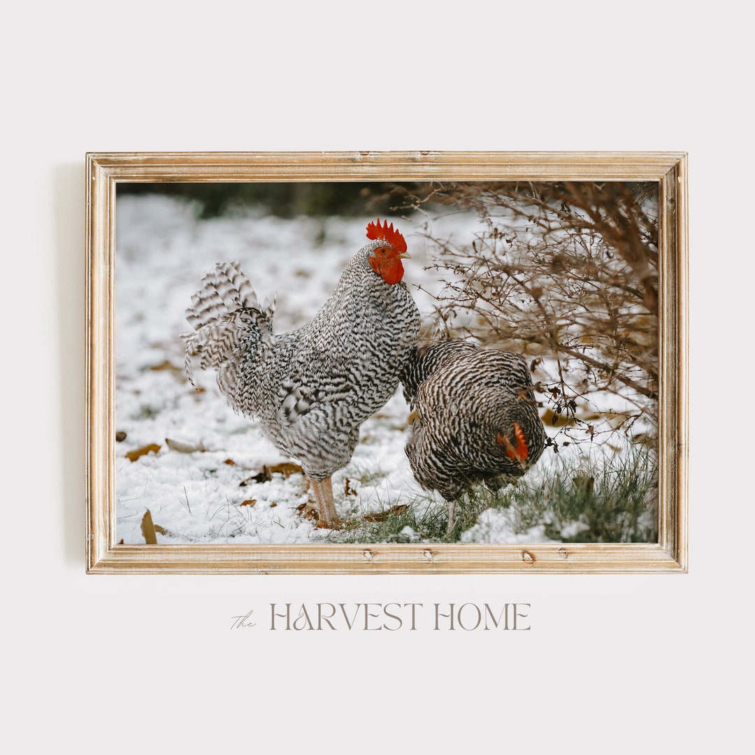 Snowy Winter Chickens Photo, Rustic Farmhouse Decor, Farm Animal Wall ...