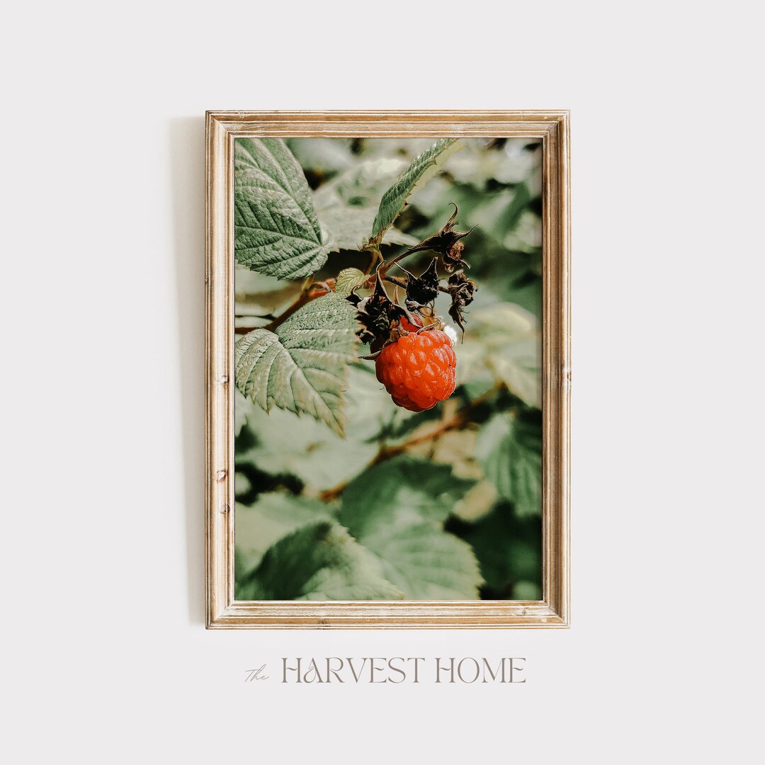 Summer Raspberry Print, Garden Wall Art, Raspberry Photography, Summer ...