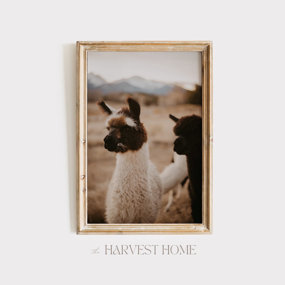 Rustic Alpaca Wall Art, Colorado Scenery Print, Alpaca Farm Poster ...
