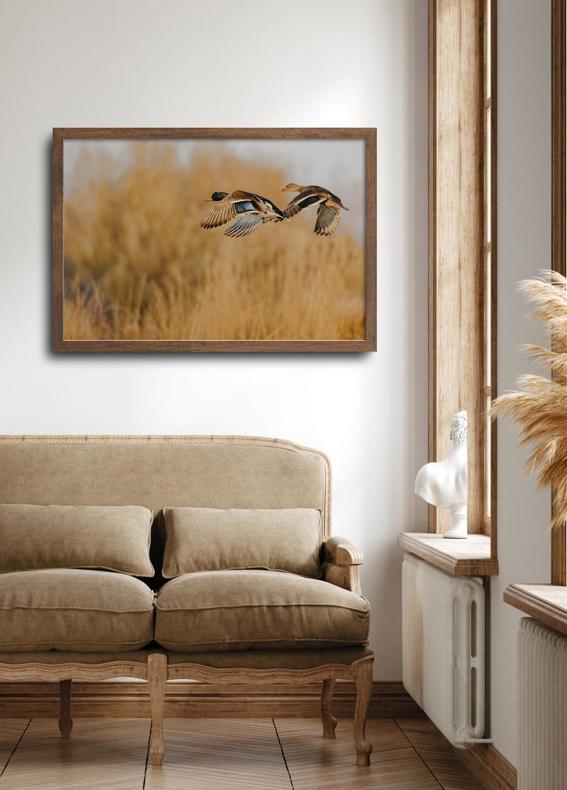 Mallard Ducks Taking Flight Print, Midwest Scenery, Autumn Wildlife ...