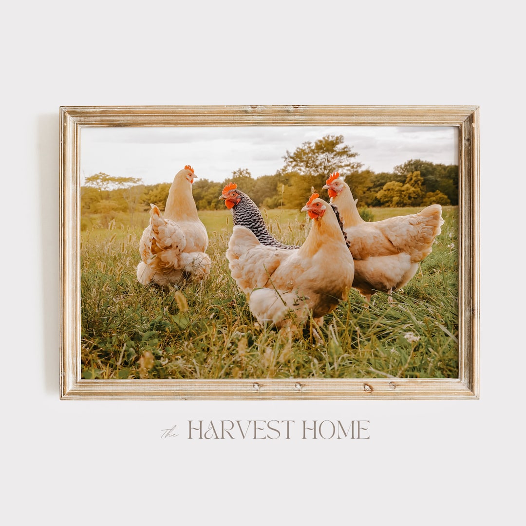 Summer Chicken Poster, Laying Hens Wall Art, Farmhouse Chicken Decor ...