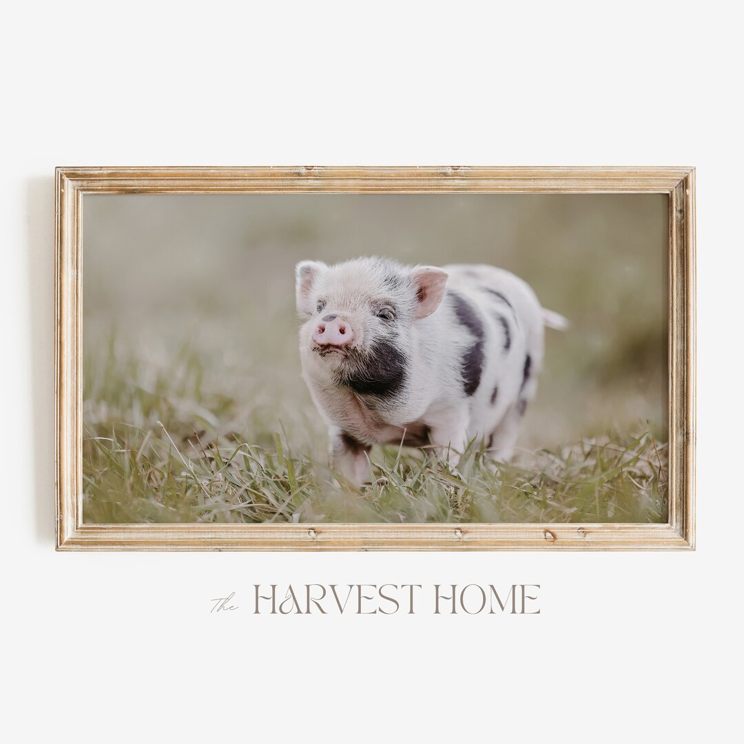 Spotted Piglet Frame TV Art Farmhouse TV Decor Pig Frame TV Art Pet Pig ...
