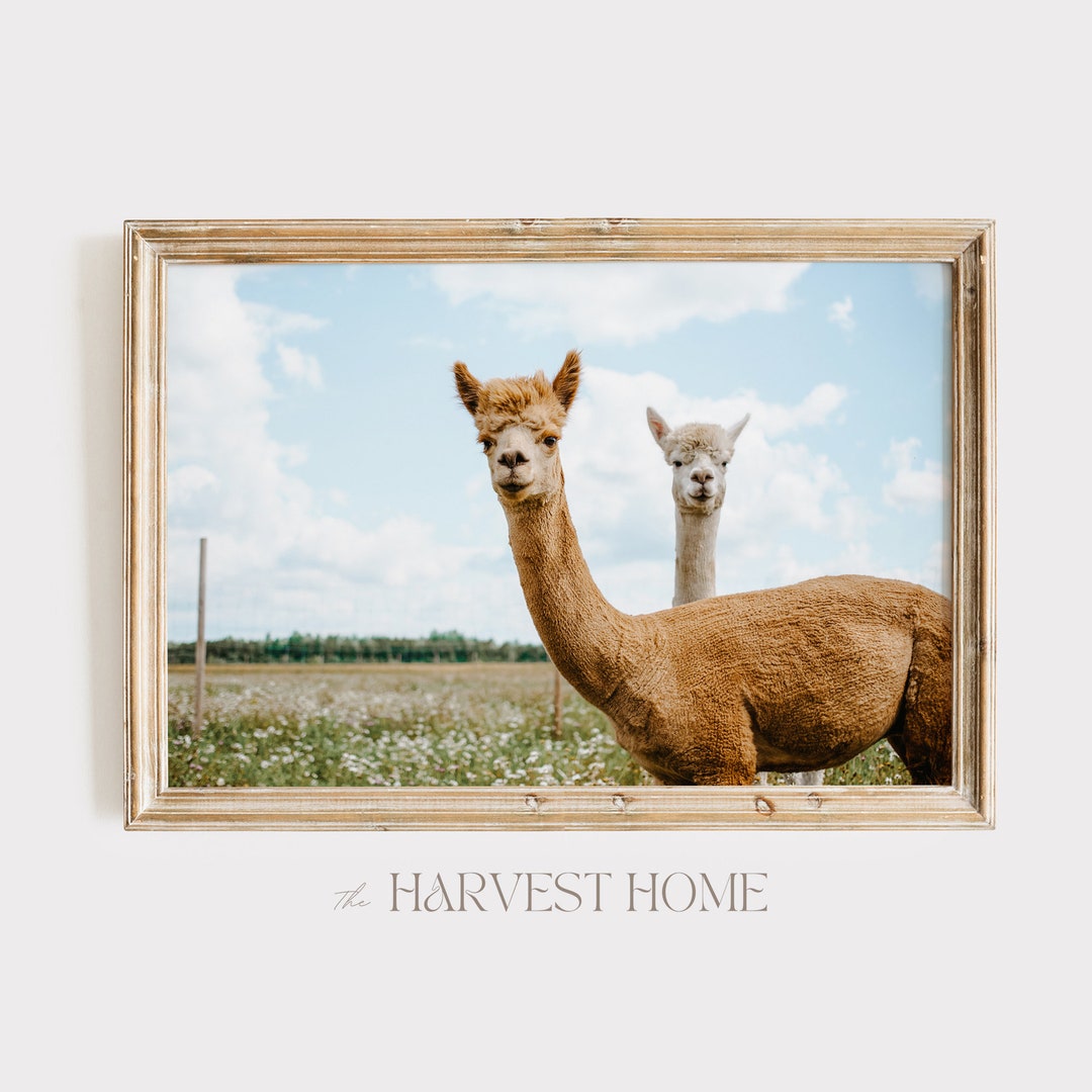 Alpaca Friends Wall Art, Sheared Alpaca Poster, Summer Alpaca in ...