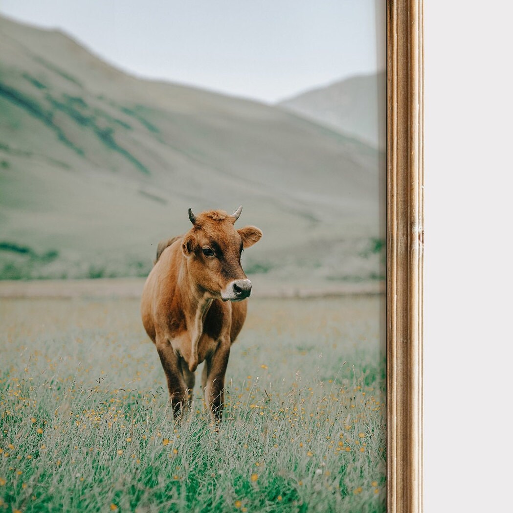 Jersey Milk Cow Print, Milk Cow in Lush Pasture, Countryside Decor ...