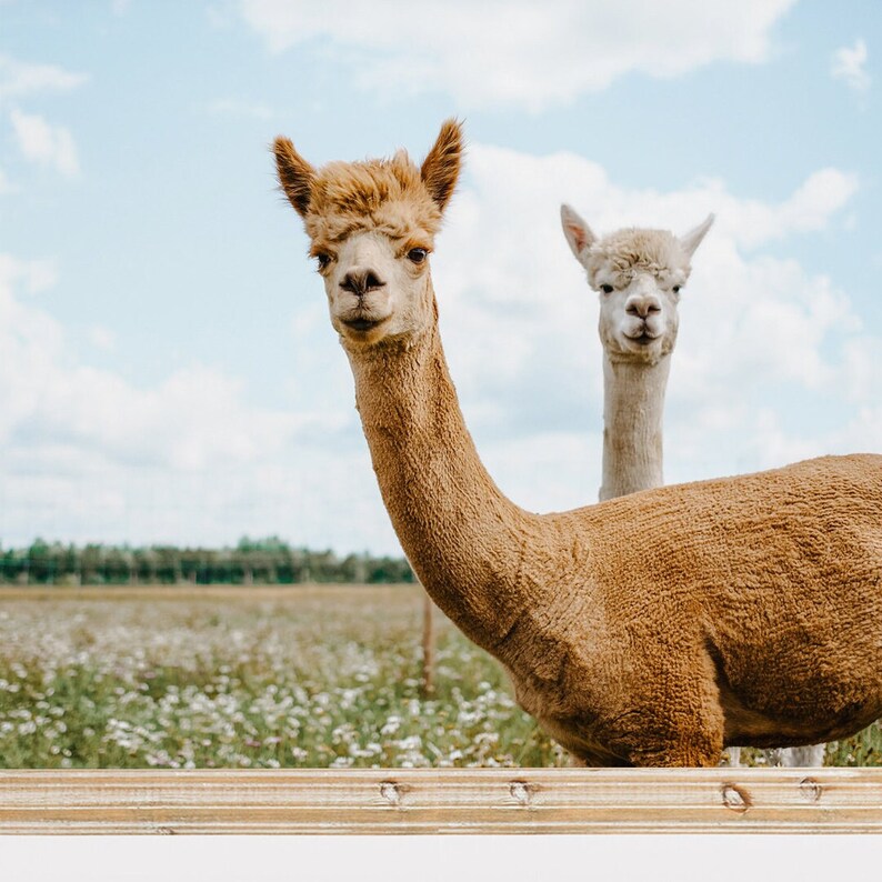 Alpaca Friends Wall Art, Sheared Alpaca Poster, Summer Alpaca in ...