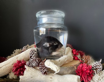 Wet Mouse Head/wild Field Mouse/real/wet Specimen/glass Jar/ - Etsy