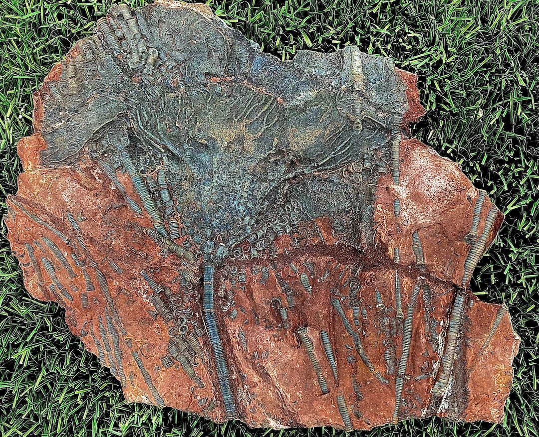 Devonian Crinoid Plaque - Morocco - Fossilized Echinoderm - Fossilized ...