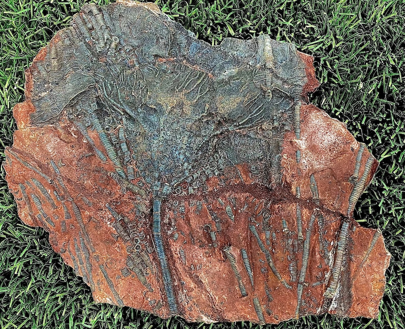 Devonian Crinoid Plaque - Morocco - Fossilized Echinoderm - Fossilized ...