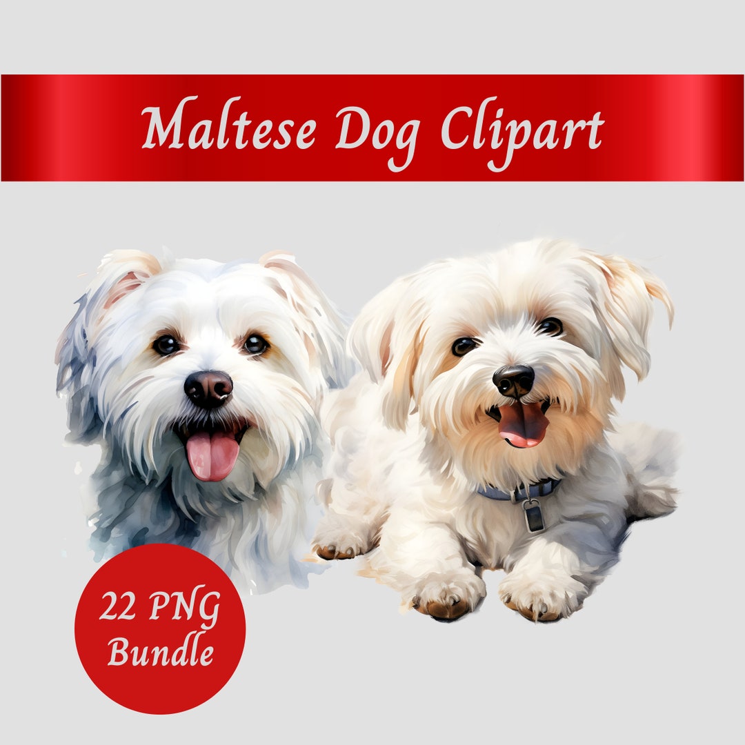 Maltese Dog Clipart Dog Clipart PNG Bundle Dog Lover Digital - Etsy