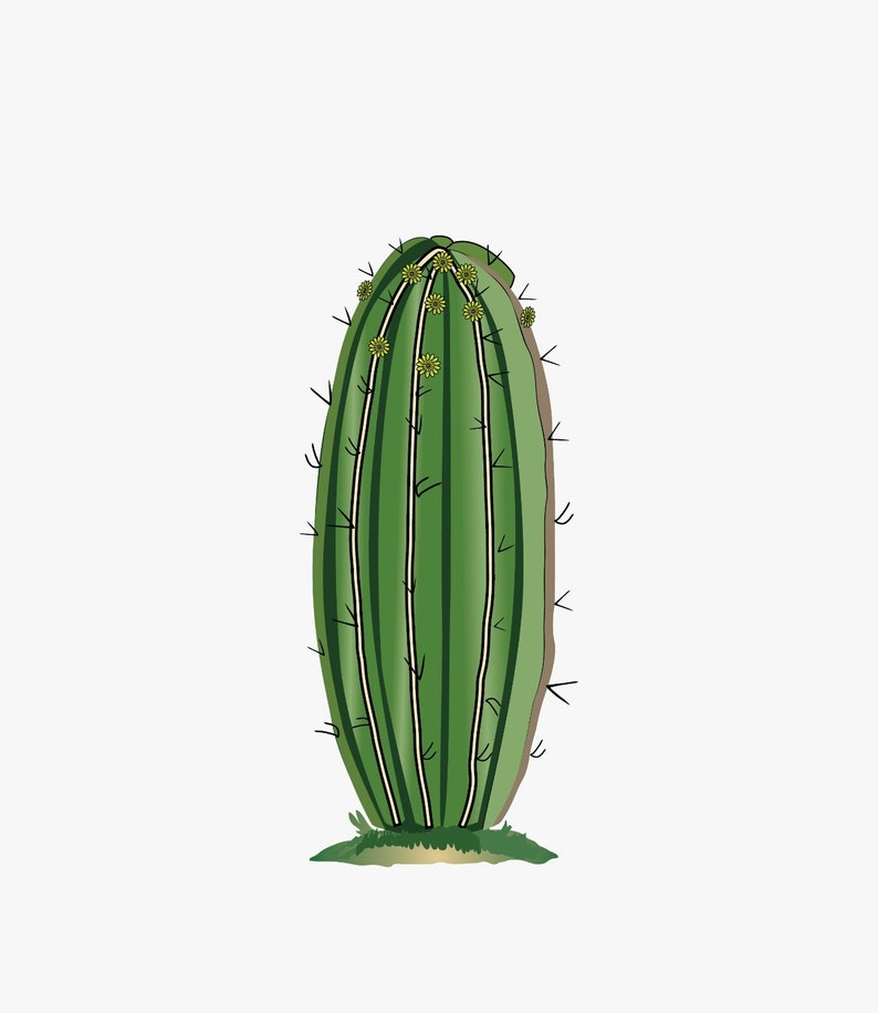 Cactus Vector, Clipart, Editable - Etsy