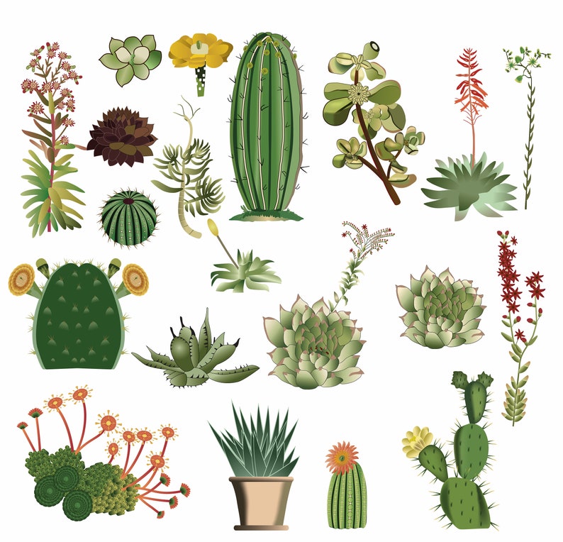 Cactus Vector, Clipart, Editable - Etsy