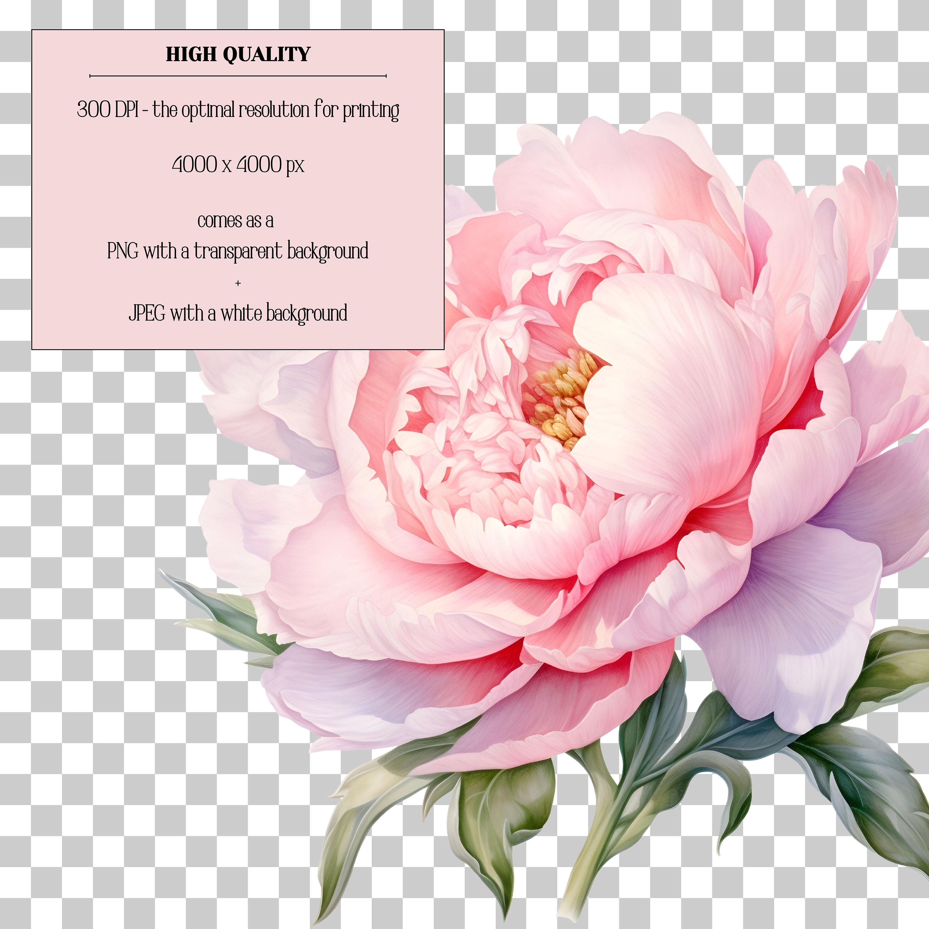 Single Peony Flower V4 Watercolor PNG Commercial Use Clip Art, Pastel ...