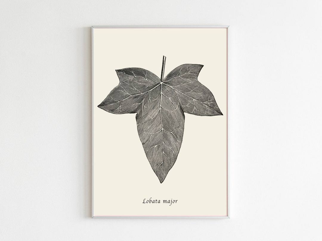 Printable Sage Poster for Plants Lover Stamp Mark Making Downloadable ...