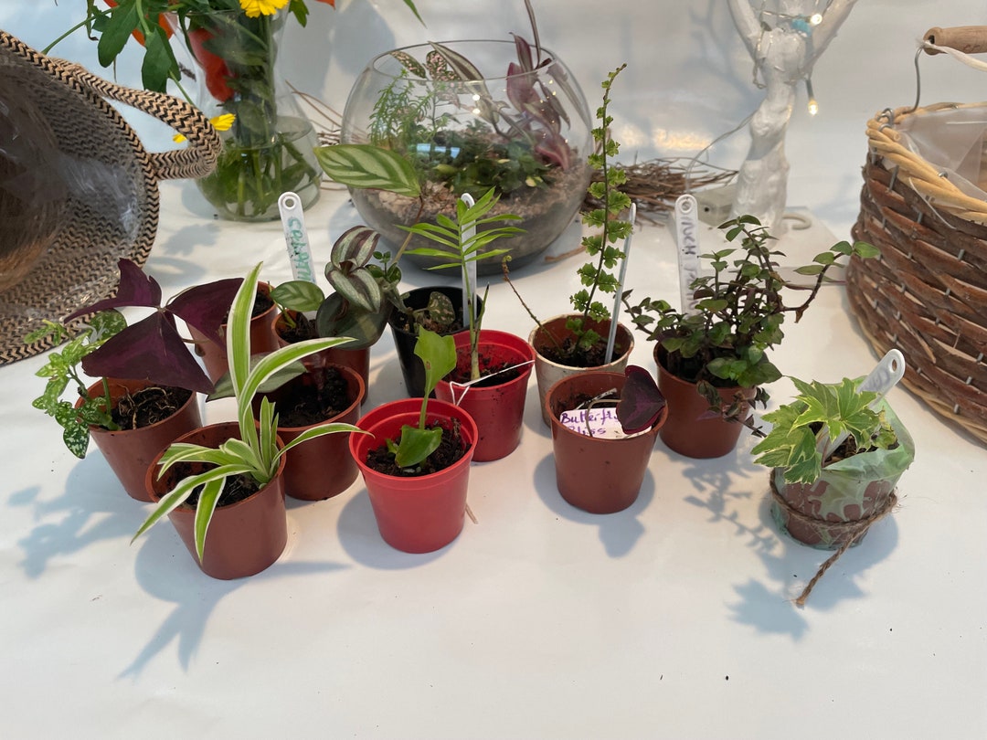Mystery Selection of Baby Houseplants, Selection of Rooted Plants for ...
