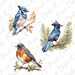 Watercolor Birds PNG Bundle | 15 Cute Birds Animal Clipart | for ...