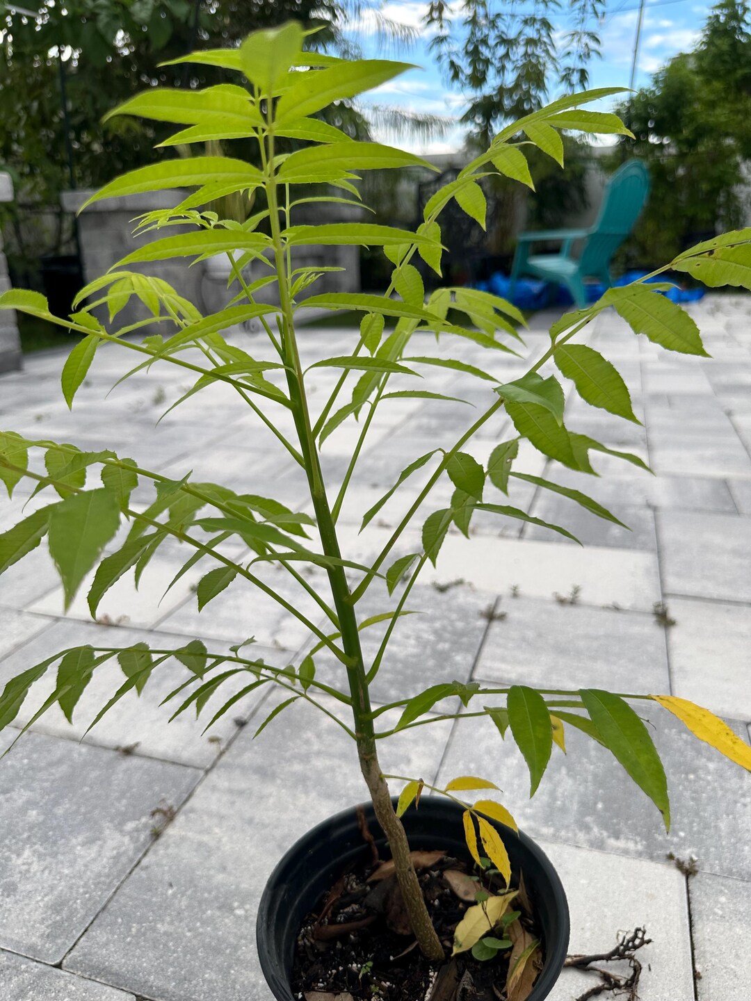 1-1.5 Ft Tall Well-established Plant in 1-2 Gallon Pot | Ambarella/june ...