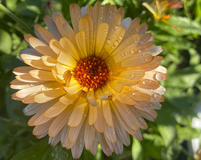 Zeolights Calendula Seeds 2024 - Grown in Zone 7a / Min. 50 Seeds - Etsy