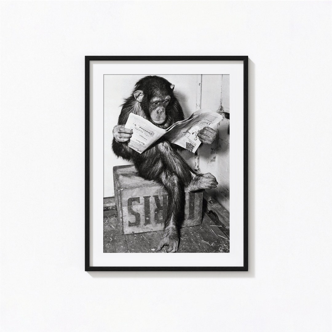 Chimpanzee Reading Newspaper Print, Funny Black and White Wall Art ...