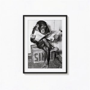 Chimpanzee Reading Newspaper Print, Funny Black and White Wall Art ...