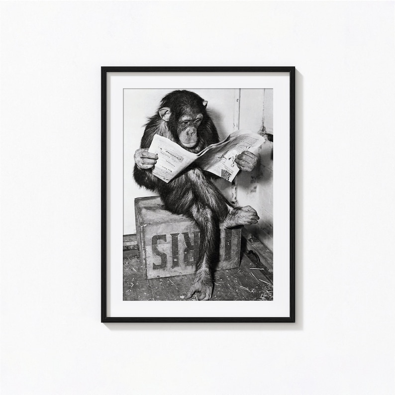 Chimpanzee Reading Newspaper Print, Funny Black and White Wall Art ...