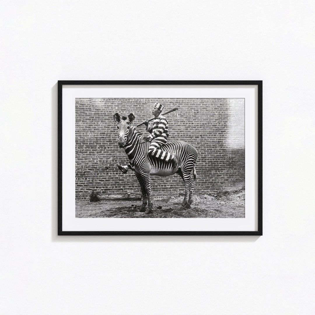 Zebra Prison Break Print, Funny Animal Black and White Wall Art ...