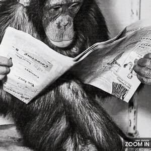 Chimpanzee Reading Newspaper Print, Funny Black and White Wall Art ...