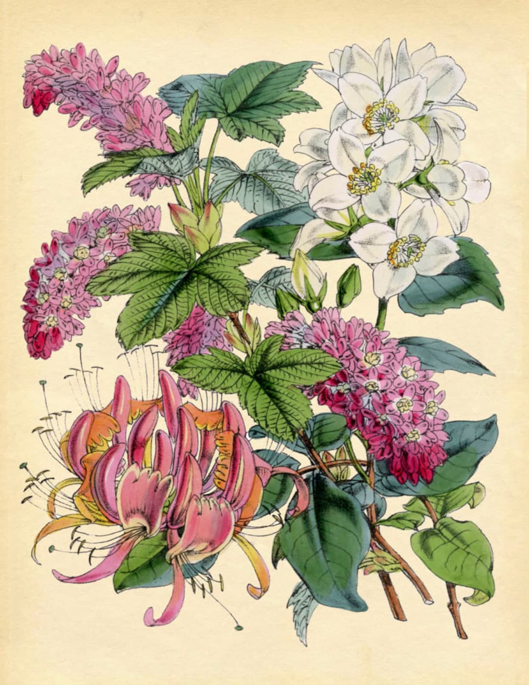 Vintage 1800's Floral Illustration Printable Graphic - Etsy