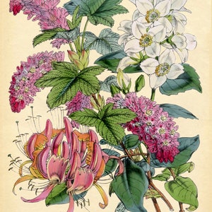 Vintage 1800's Floral Illustration Printable Graphic - Etsy