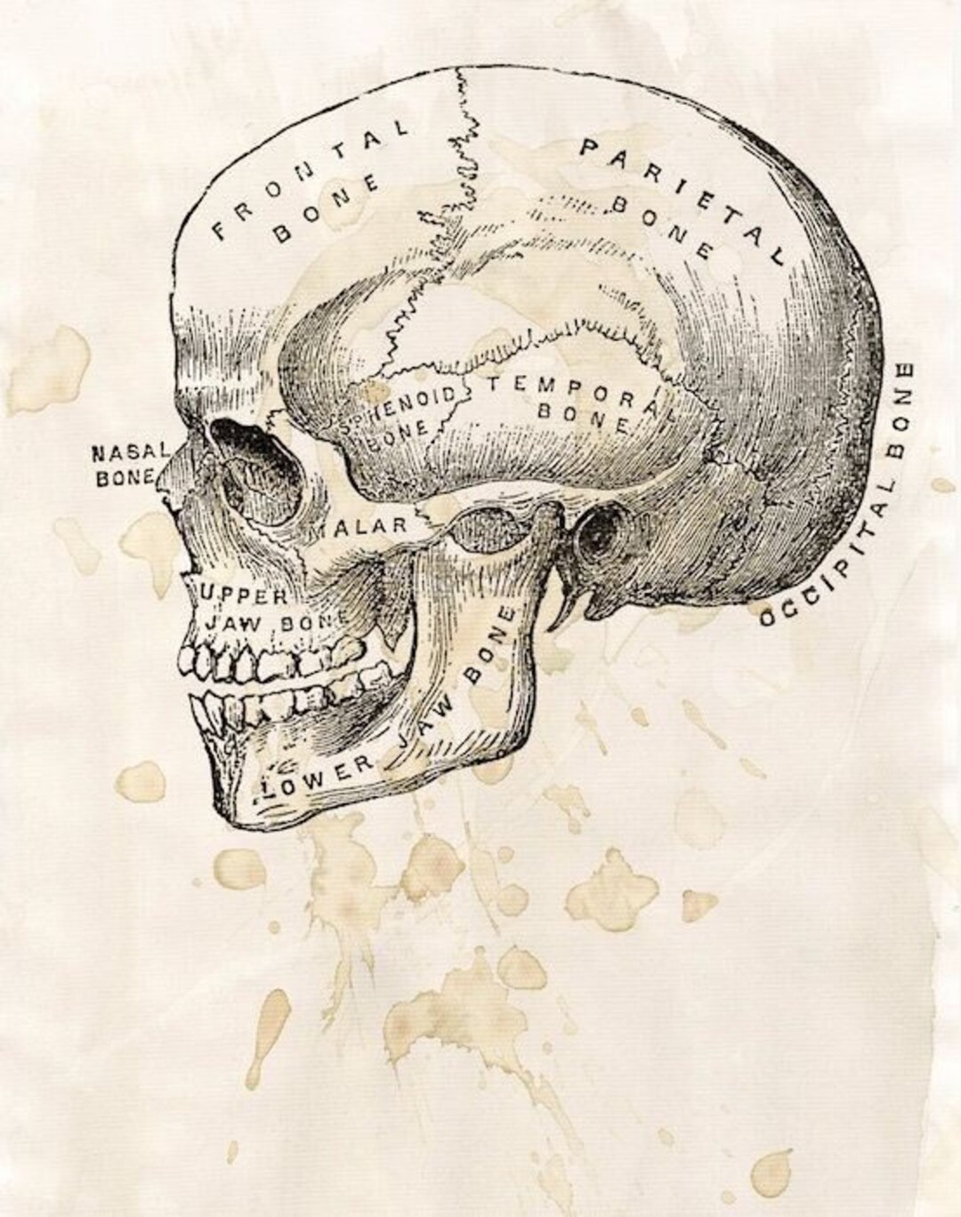 Human Skull Medical Journal Page Printable Graphic - Etsy
