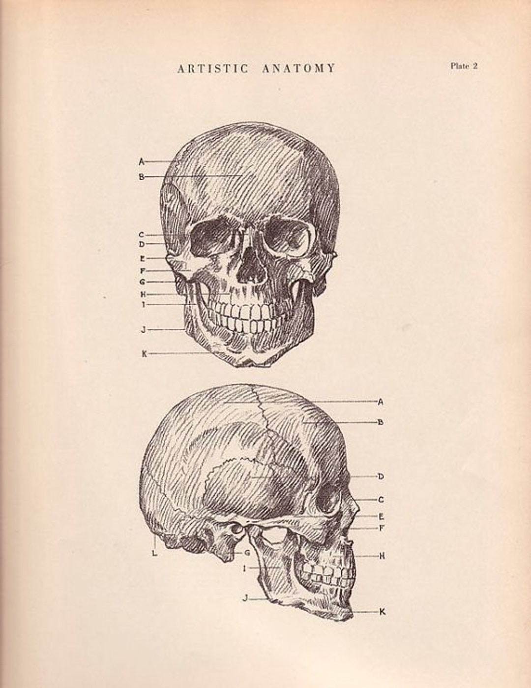 Human Skull Medical Journal Page Printable Graphic - Etsy