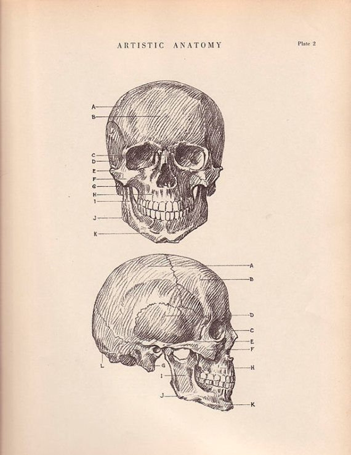 Human Skull Medical Journal Page Printable Graphic - Etsy