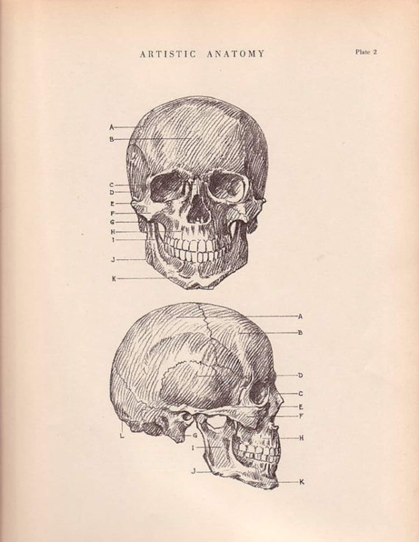 Human Skull Medical Journal Page Printable Graphic - Etsy