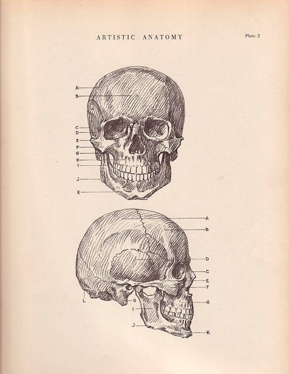 Human Skull Medical Journal Page Printable Graphic - Etsy