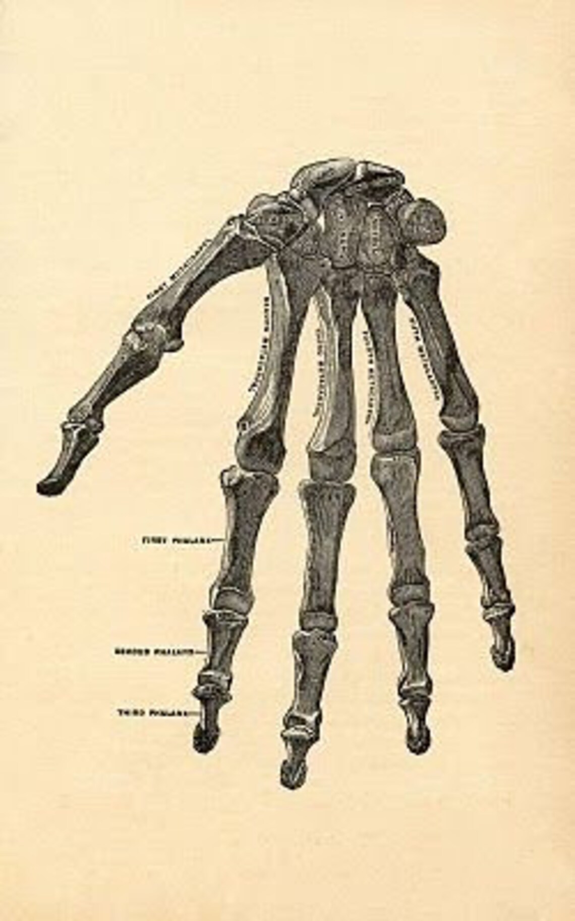 Skeletal Hand Bones Medical Journal Page Printable Graphic - Etsy