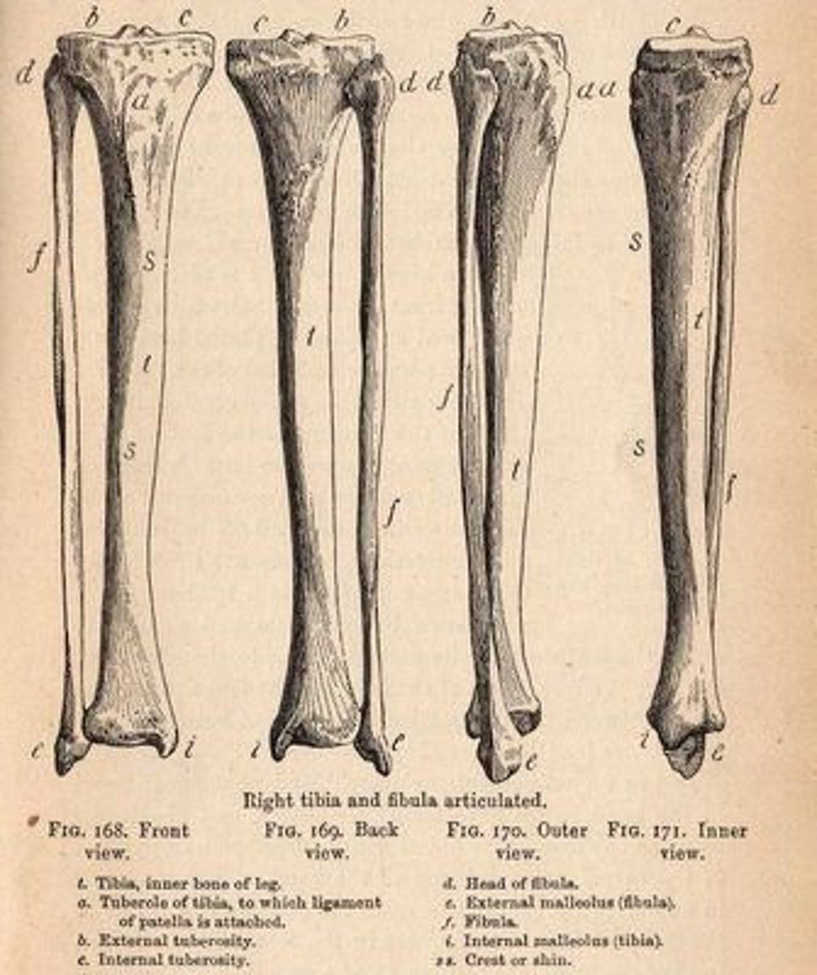 Skeletal Leg Bone Medical Journal Page Printable Graphic - Etsy