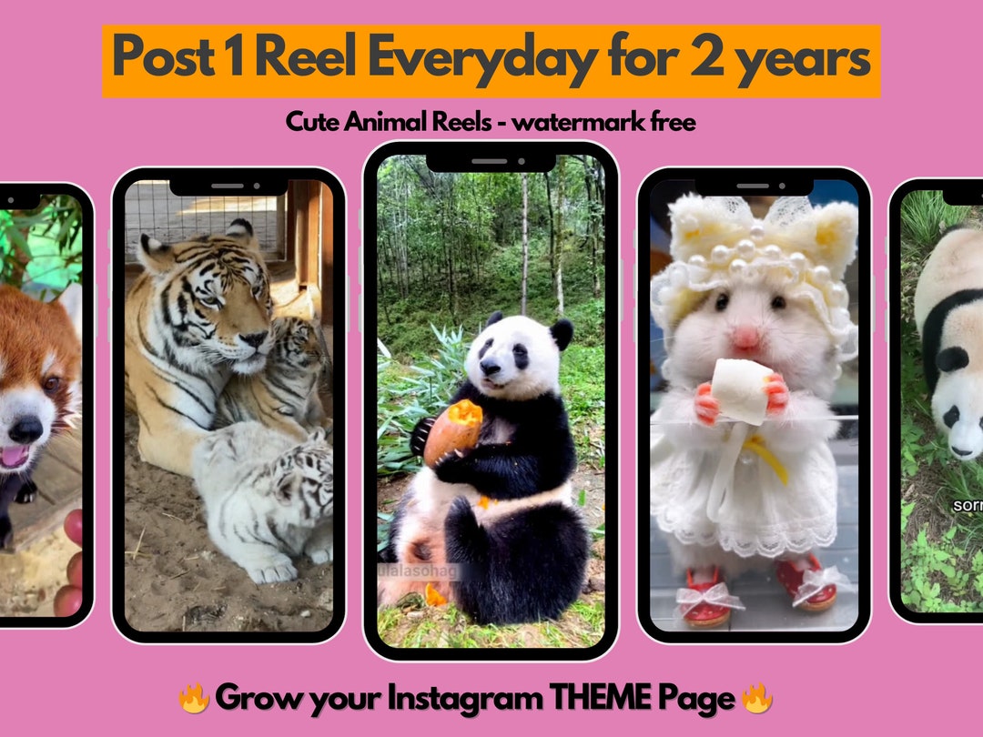 1000+ HD Cute Animal Reels | Instagram Reels | Youtube Shorts | Tiktok ...